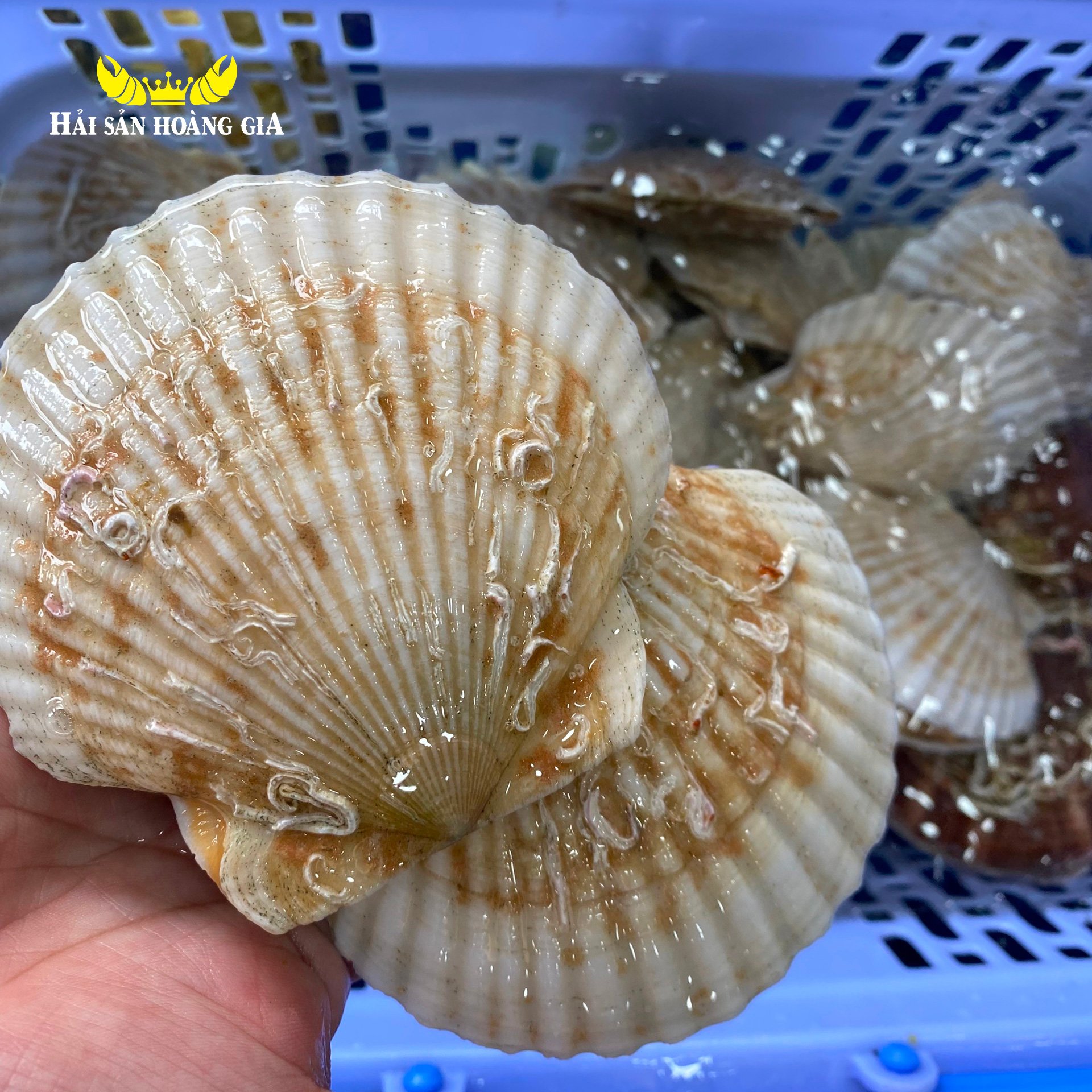 Sò điệp Hokkaido