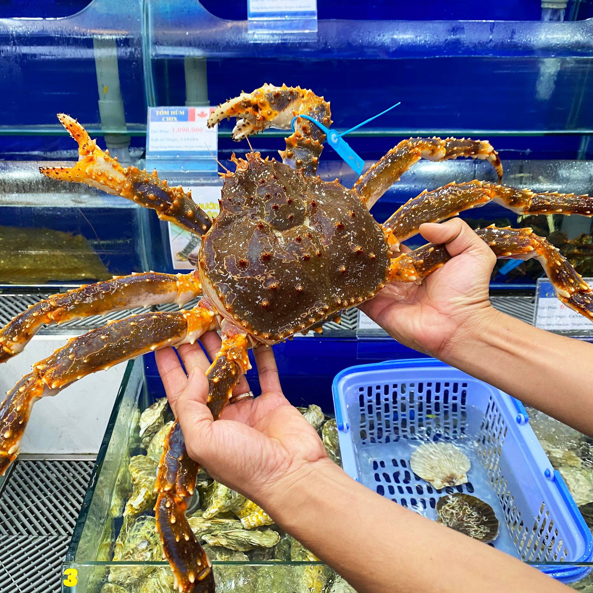 King Crab - Cua Hoàng Đế Alaska Sống