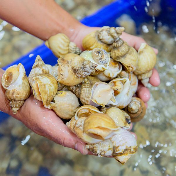 Ốc Bulot Ireland (kg)