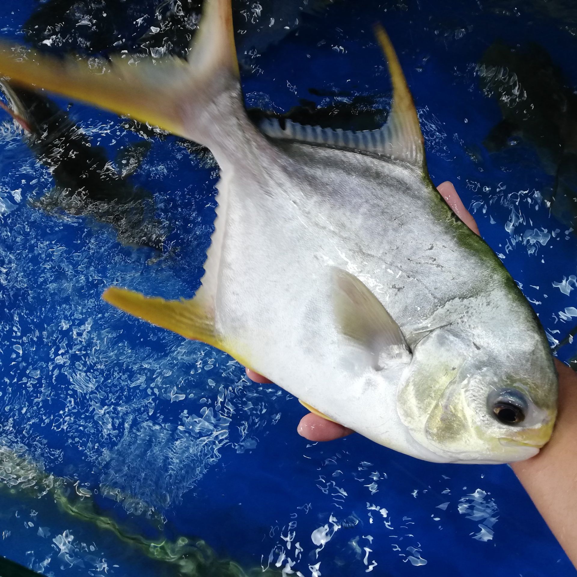 Cá Chim - Hải Sản Hoàng Gia