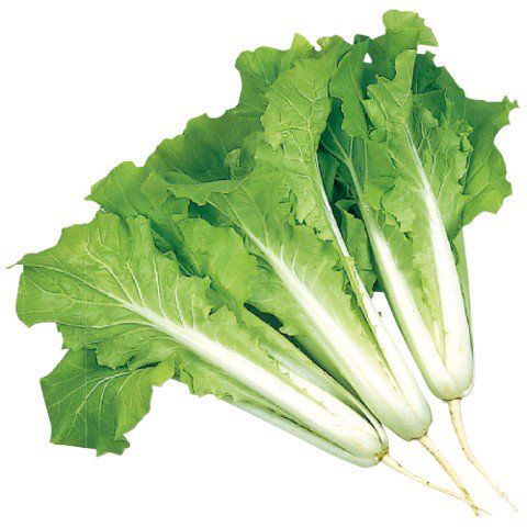 HẠT GIỐNG CẢI DÚN NHẬT BẢN (gói lẻ) – hfseeds