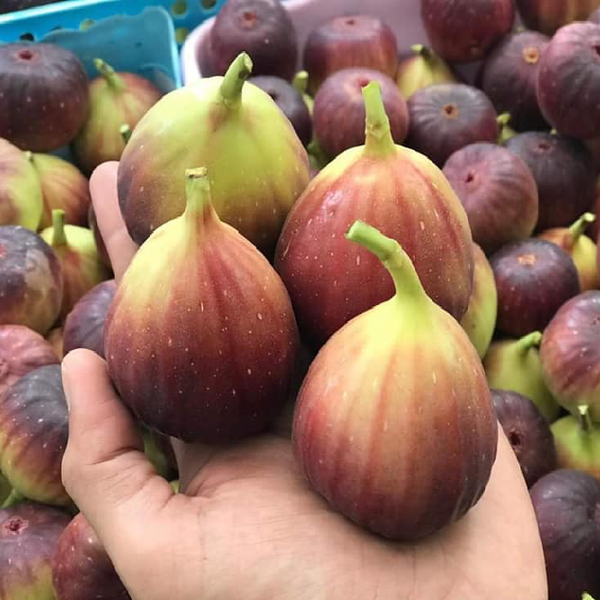 Cây giống Sung mỹ Black Genoa – hfseeds