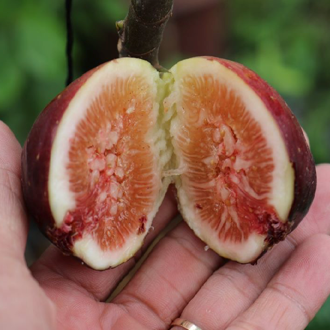 Cây giống Sung mỹ Black Genoa – hfseeds