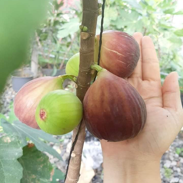 Cây giống Sung mỹ Black Genoa – hfseeds