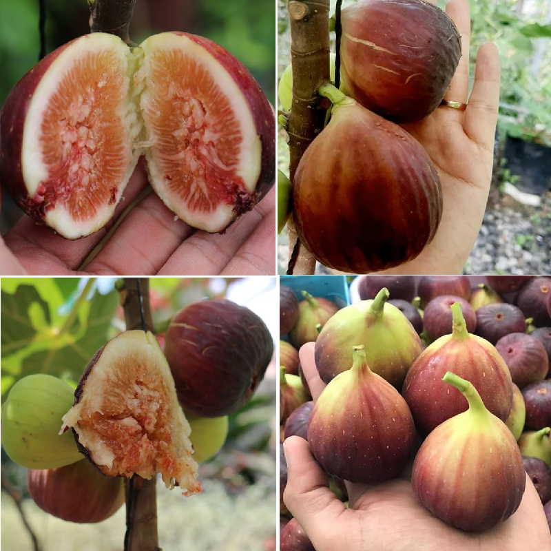 Cây giống Sung mỹ Black Genoa – hfseeds