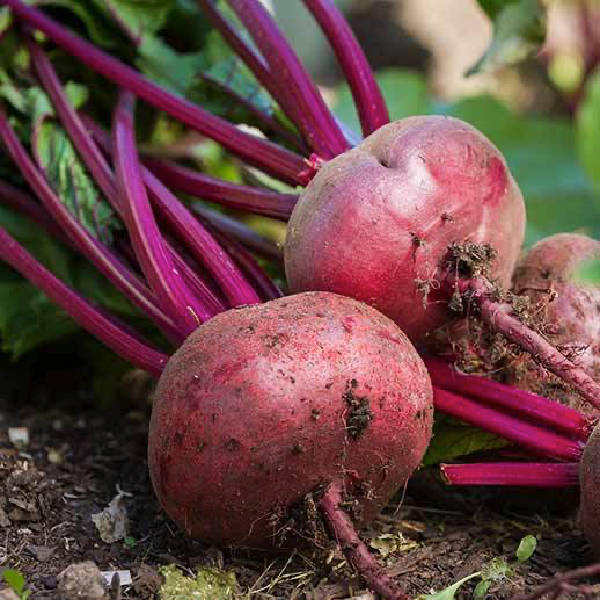 GÓI 5 GRAM HẠT GIỐNG CỦ DỀN ĐỎ BORO – hfseeds