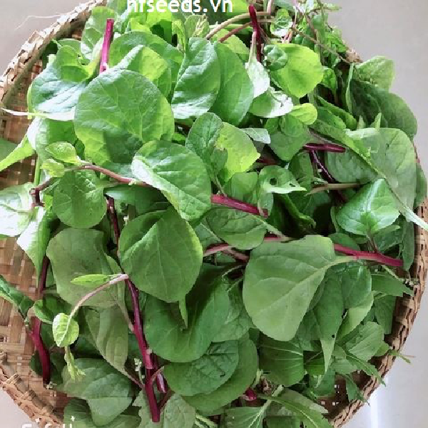 HẠT GIỐNG MÙNG TƠI TÍM – hfseeds