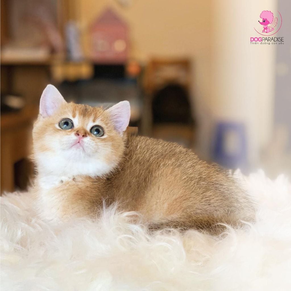Mèo Anh Lông Ngắn - Black Golden Tabby NY25