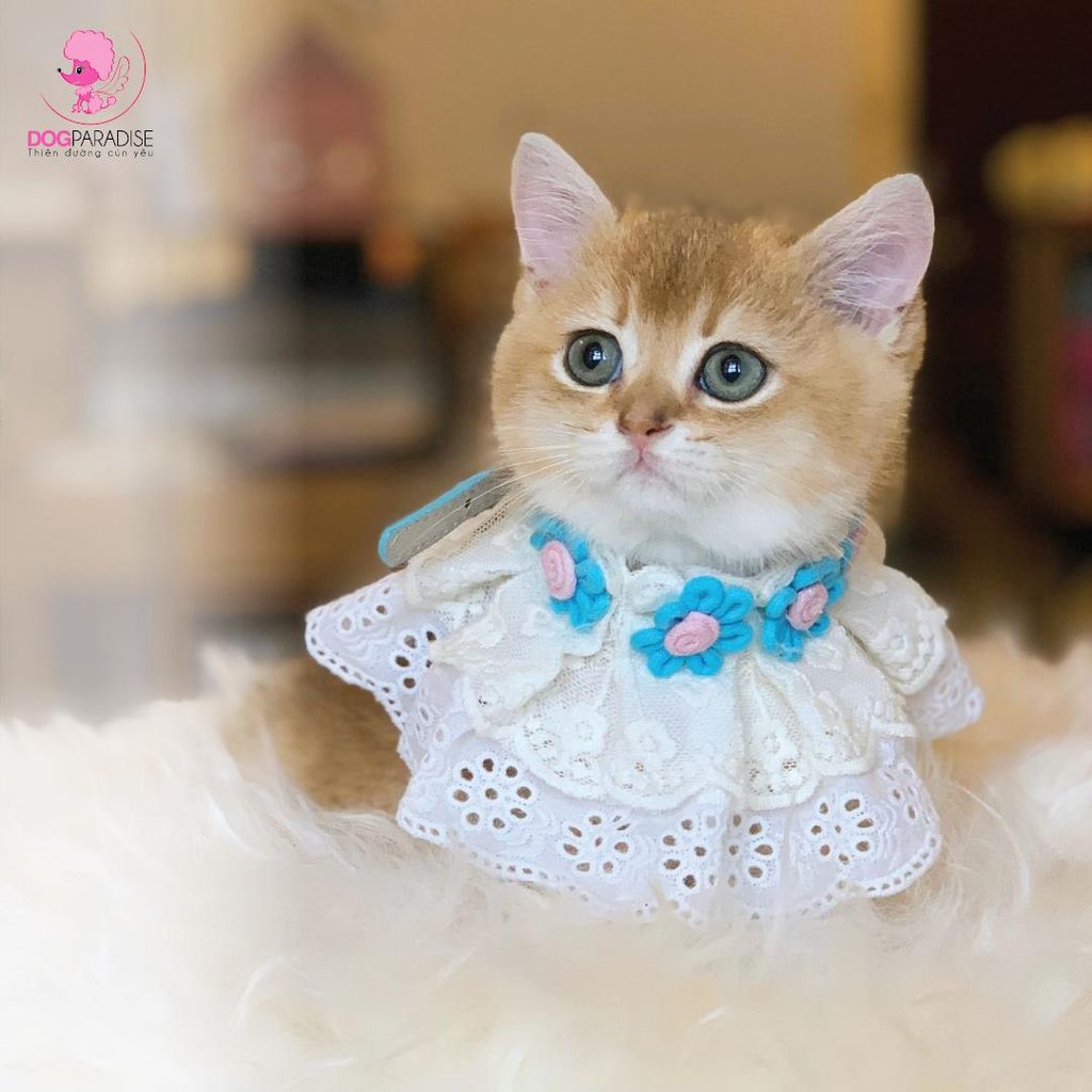 Mèo Anh Lông Ngắn - Black Golden Tabby NY25
