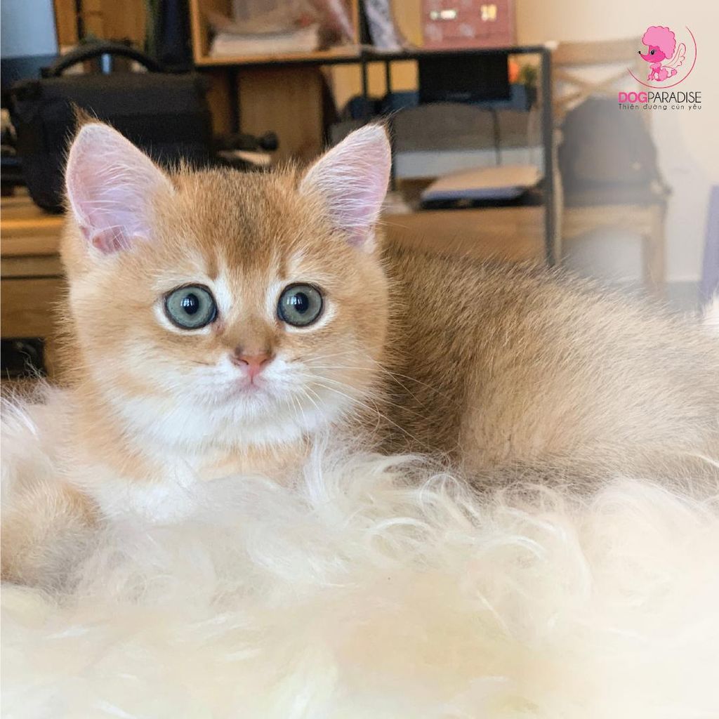 Mèo Anh Lông Ngắn - Black Golden Tabby NY25