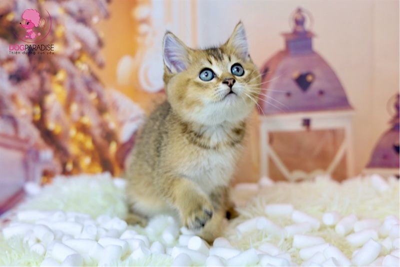 Mèo Anh lông ngắn Golden tabby (Đực) - Đã tiêm 1 mũi