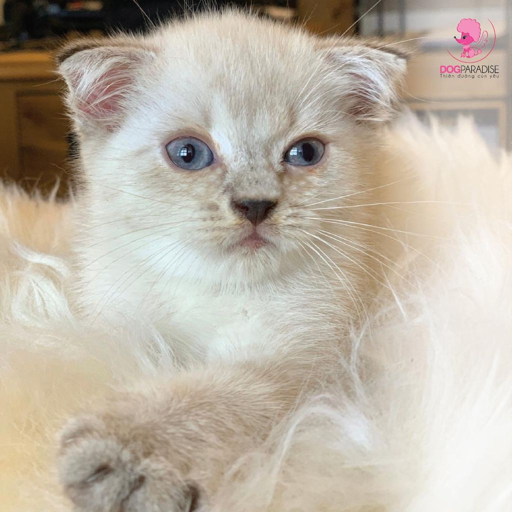 Mèo Anh Lông Ngắn - Tai cụp - Scottish Fold
