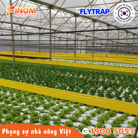 BẪY DÍNH CÔN TRÙNG FLYTRAP - DẠNG CUỘN (15cm*20m) – Thế Giới Nhà Nông