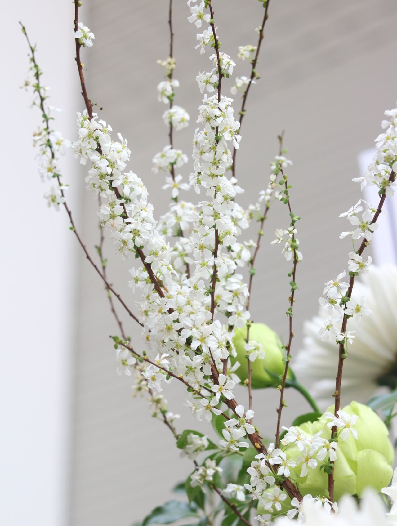 TUYẾT MAI – Nhà Hoa Flower You