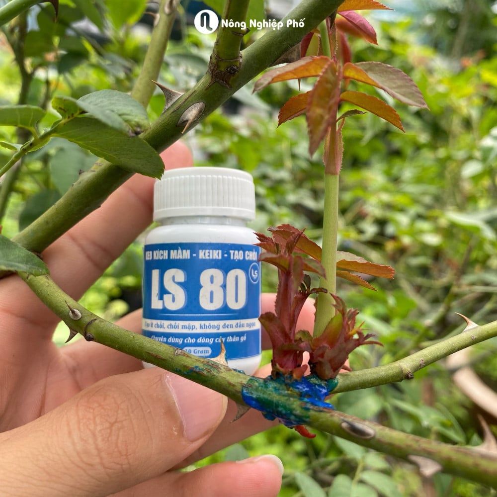 Keo tạo chồi kích mầm LS80 – Kích mầm, kích chồi cây thân gỗ