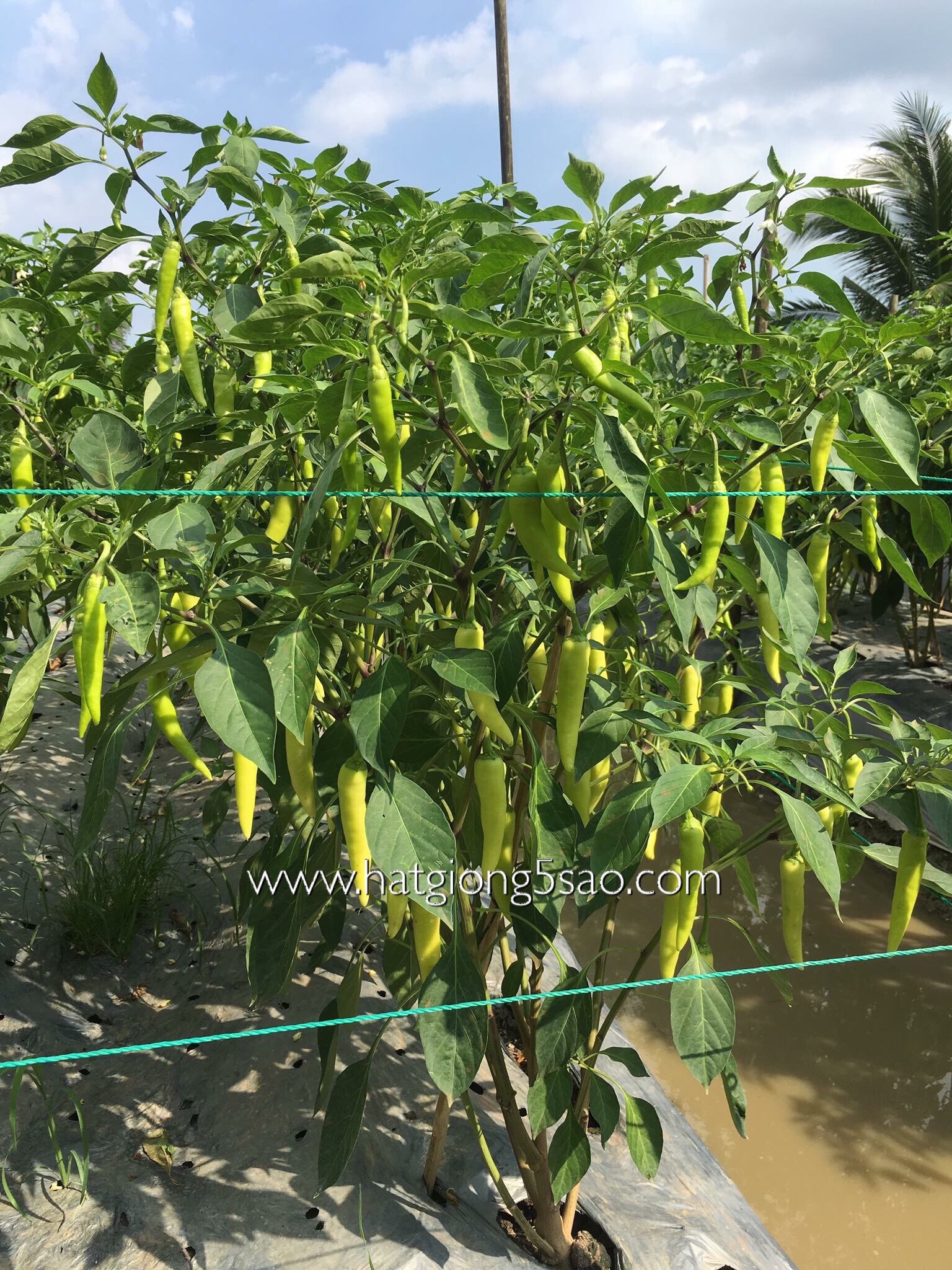 Ớt Sừng Vàng ( Châu Phi ) - Trung Nông hatgiong5sao