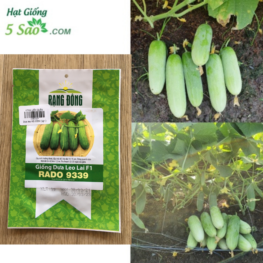 Dưa leo F1 RĐ 9339 hatgiong5sao