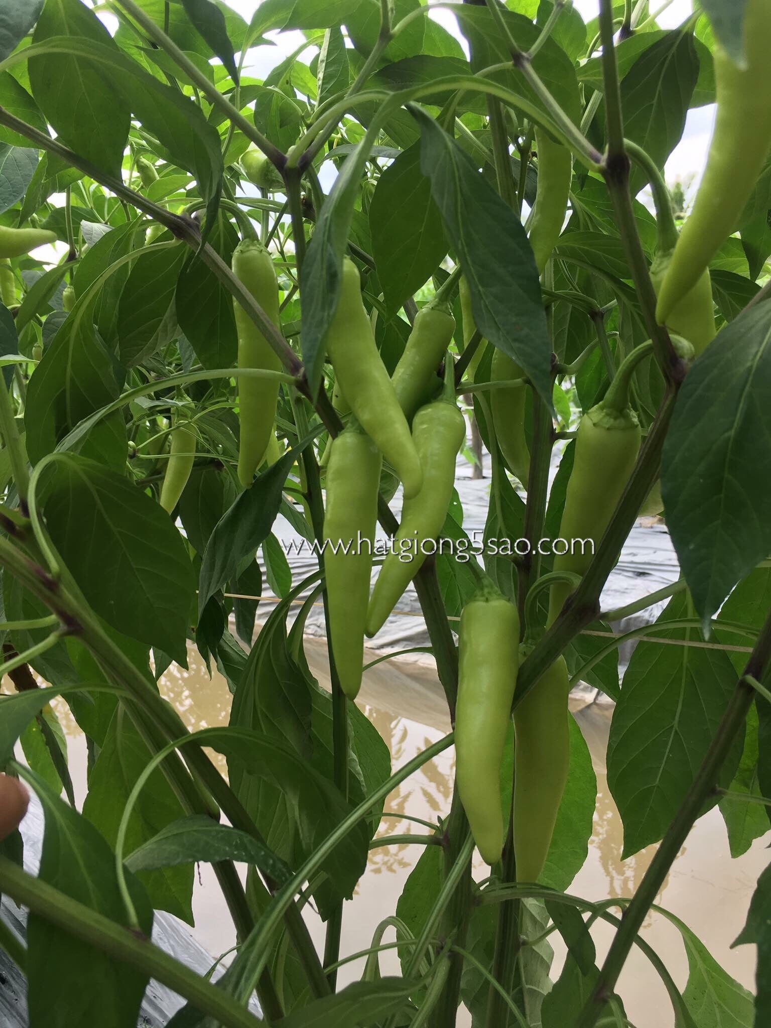 Ớt Sừng Vàng ( Châu Phi ) - Trung Nông hatgiong5sao