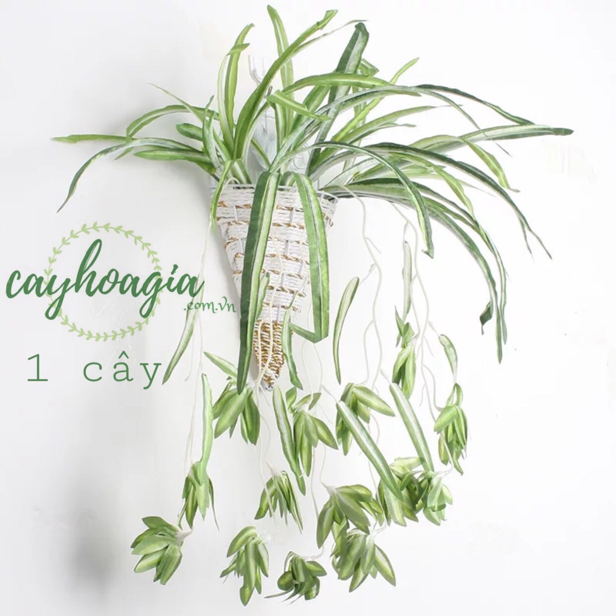 cây lan chi rủ hoa – CaHoGi