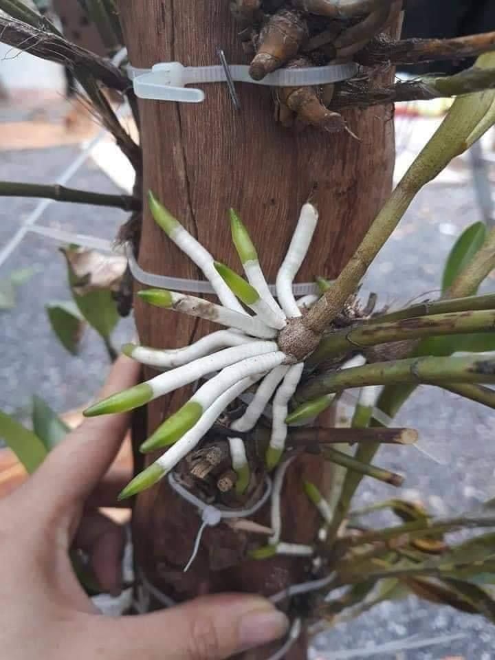 HUMIC 322 chai 235ml – Humic Acid – HOA LAN DUY PHONG