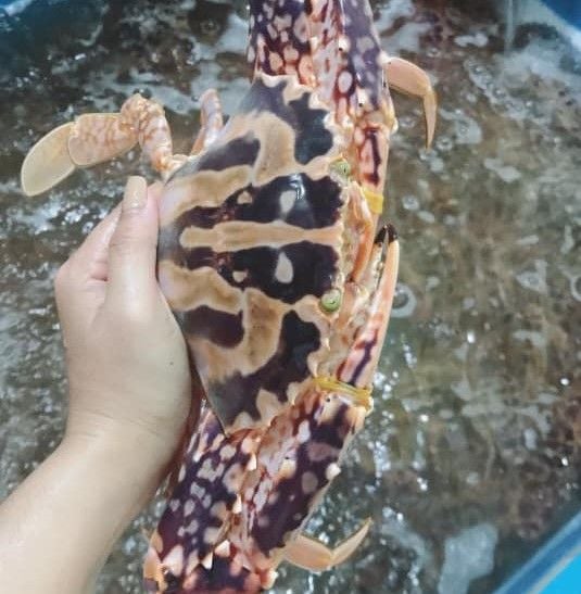 Ghẹ Đỏ (Bông)_Sống PT