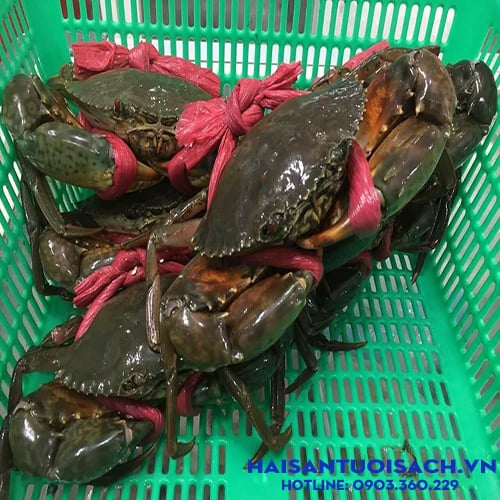 Cua thịt (Size 2 con/kg)