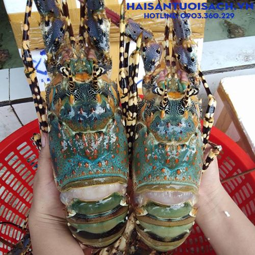 Tôm hùm Bông - Tươi (ướp đá) (Size 2 - 3 con/kg)