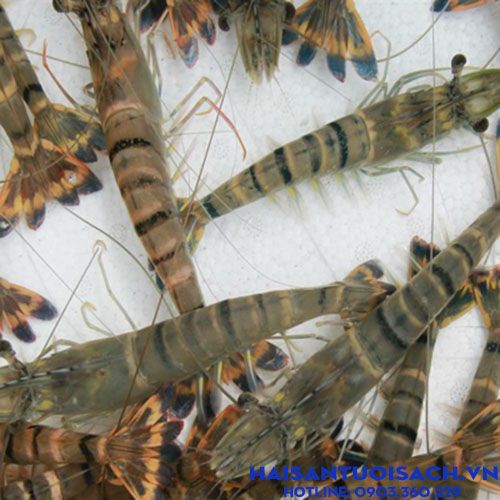Tôm Sú - Sống (Size 9 - 13 con/kg)