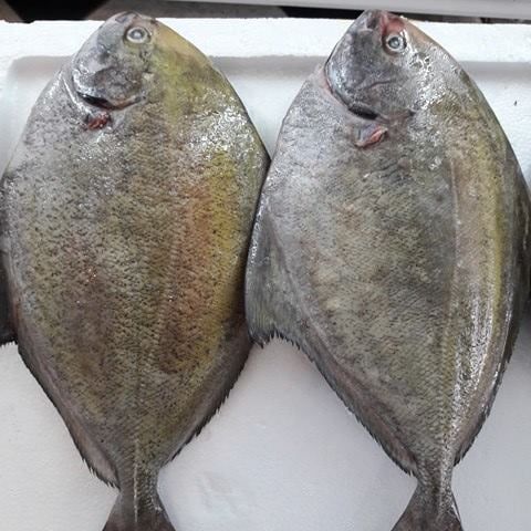 CÁ CHIM ĐEN-món ăn cho người biết thưởng thức