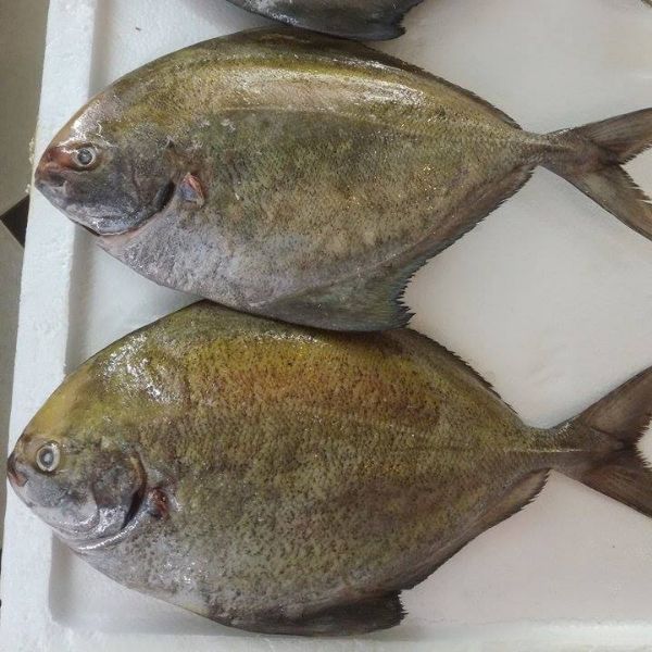 CÁ CHIM ĐEN-món ăn cho người biết thưởng thức