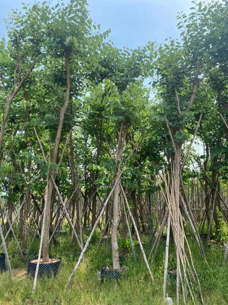 Cây ban tím – Trung tâm giống cây trồng Kinh tế cao