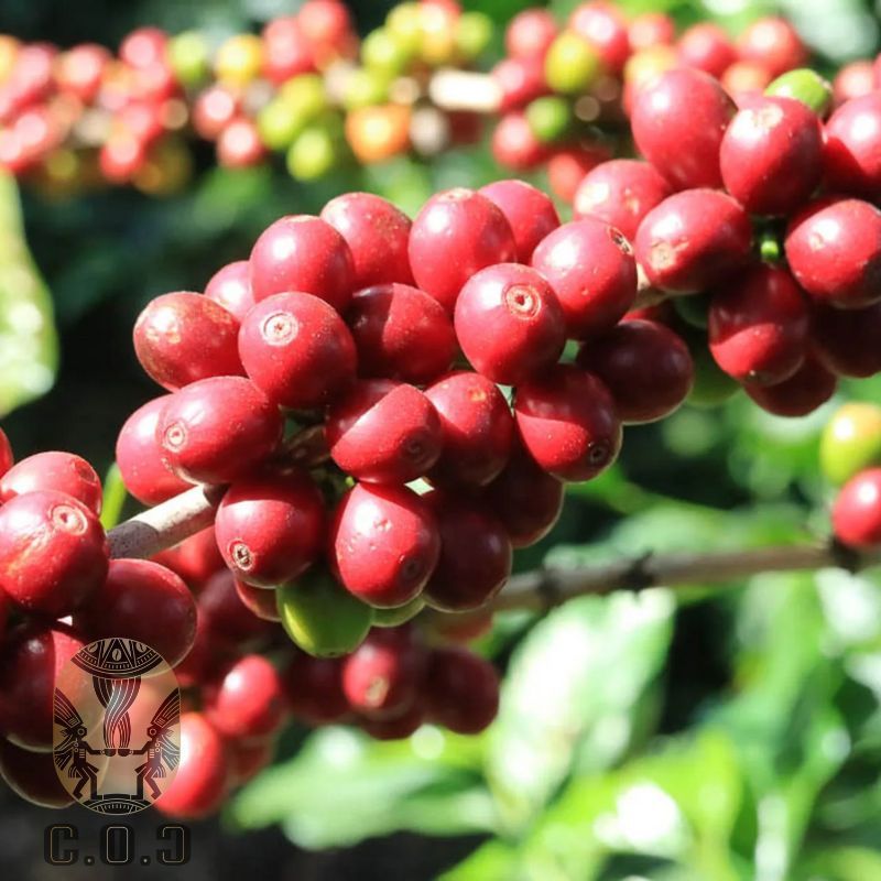 Red Bourbon – C.O.C - Clean Origin COFFEE