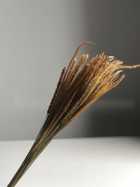 Bông cỏ – Wild Bloom Concept