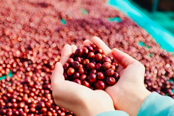 MISS EDE - Vietnamese Chocolate & Coffee