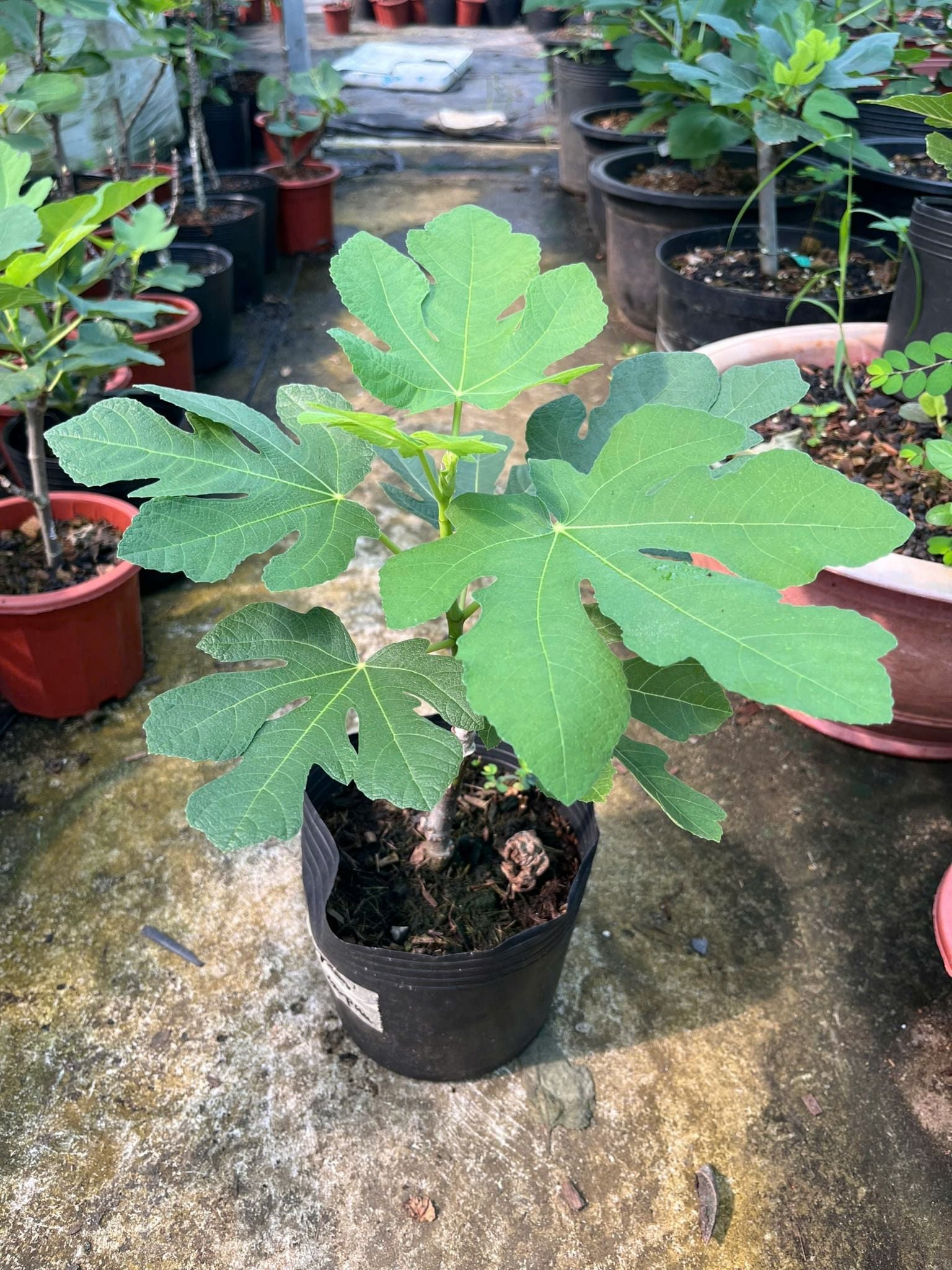Sung Mỹ Green Santa Pau – QKH Garden