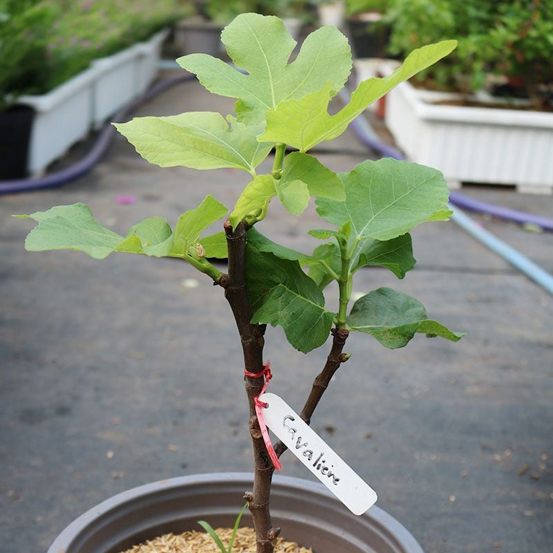 Cây giống sung mỹ Cavaliere - Cavaliere Figs – QKH Garden
