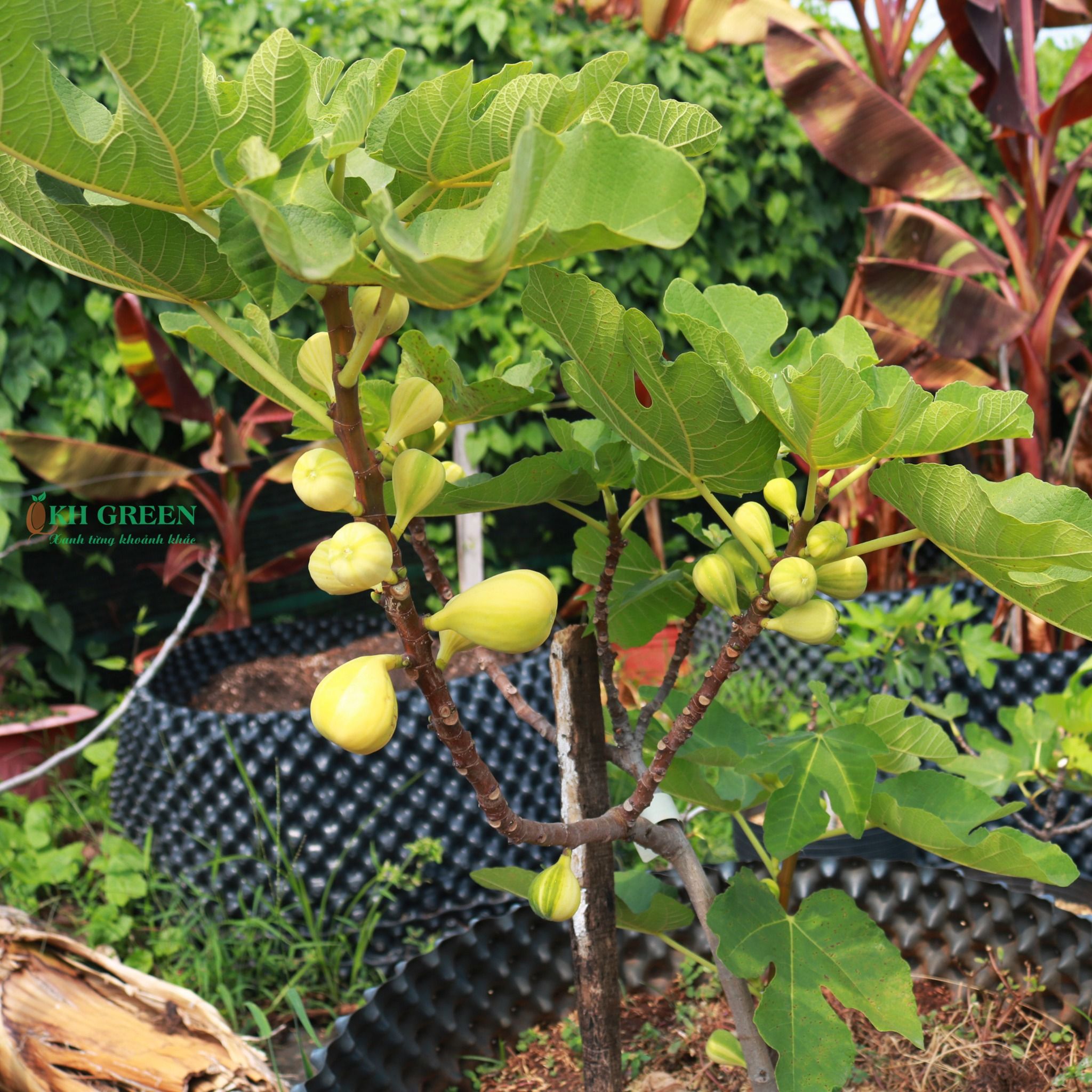 Cây giống Sung Mỹ Coll De Dame Rimada - CDDR Fig – QKH Garden