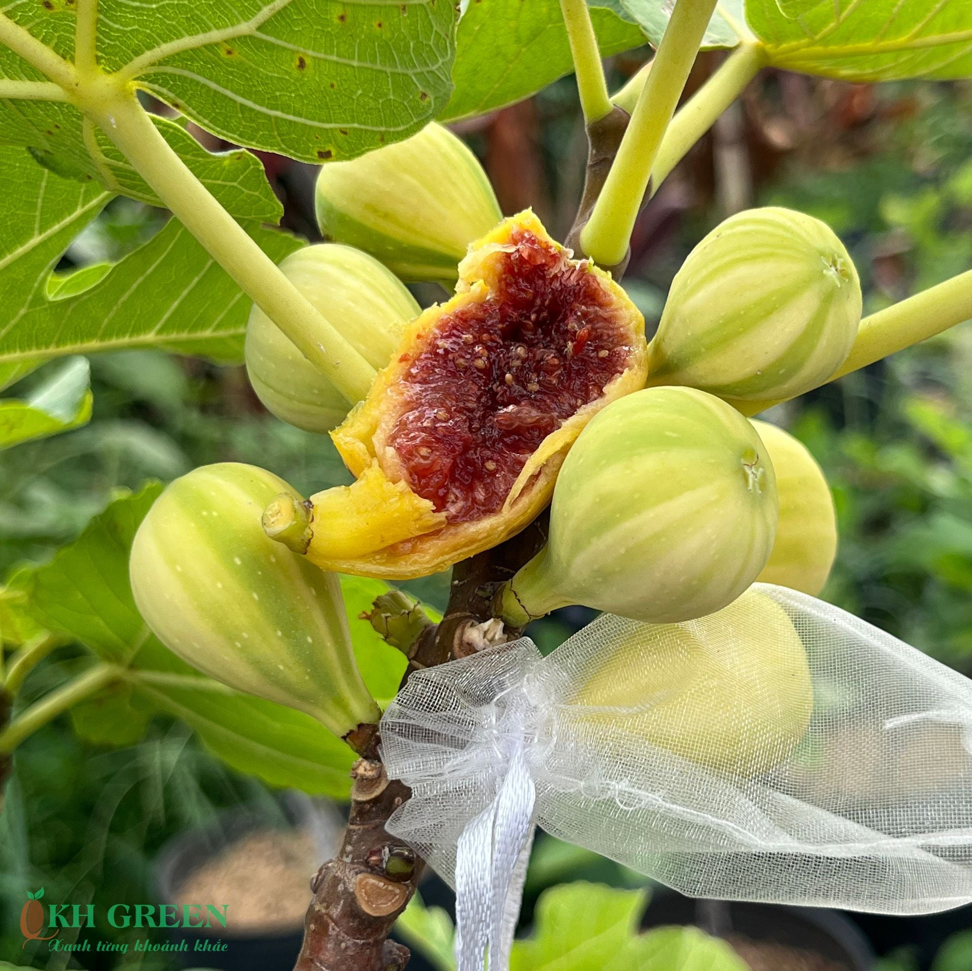 Cây giống Sung Mỹ Coll De Dame Rimada - CDDR Fig – QKH Garden