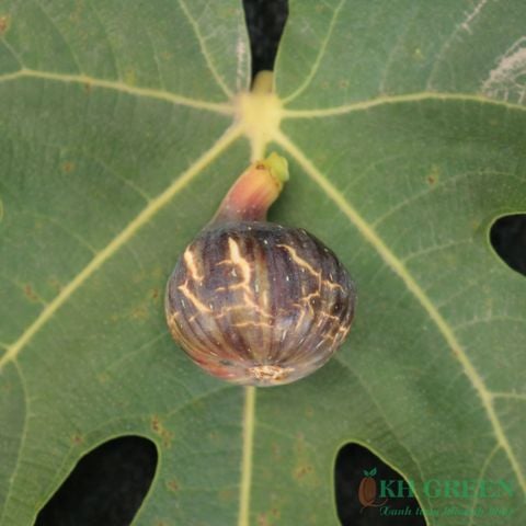 Sung Mỹ – Page 2 – QKH Garden