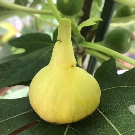 Sung Mỹ Green Santa Pau – QKH Garden