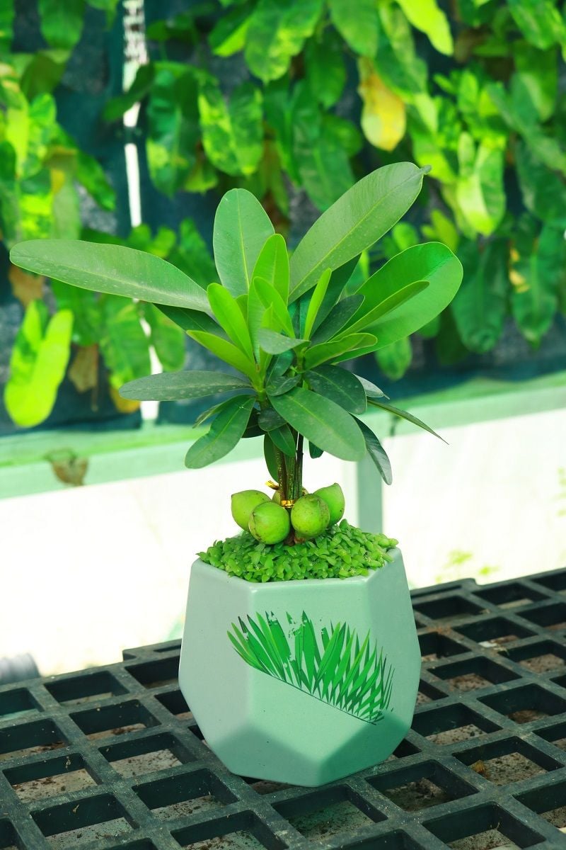 Cây tài lộc để bàn - Cây may mắn - Cây phong thủy để bàn – QKH Garden