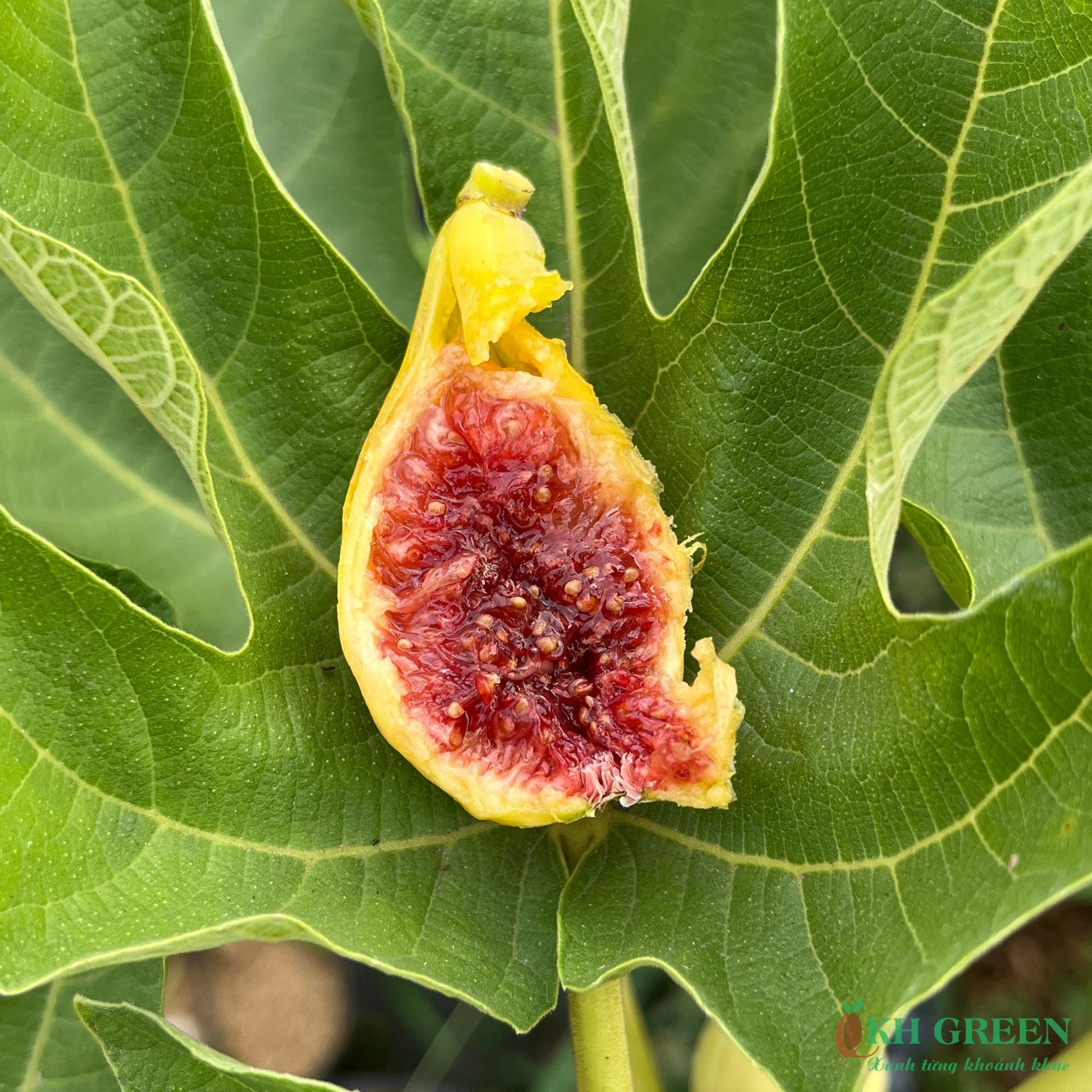 Cây giống Sung Mỹ Coll De Dame Rimada - CDDR Fig – QKH Garden