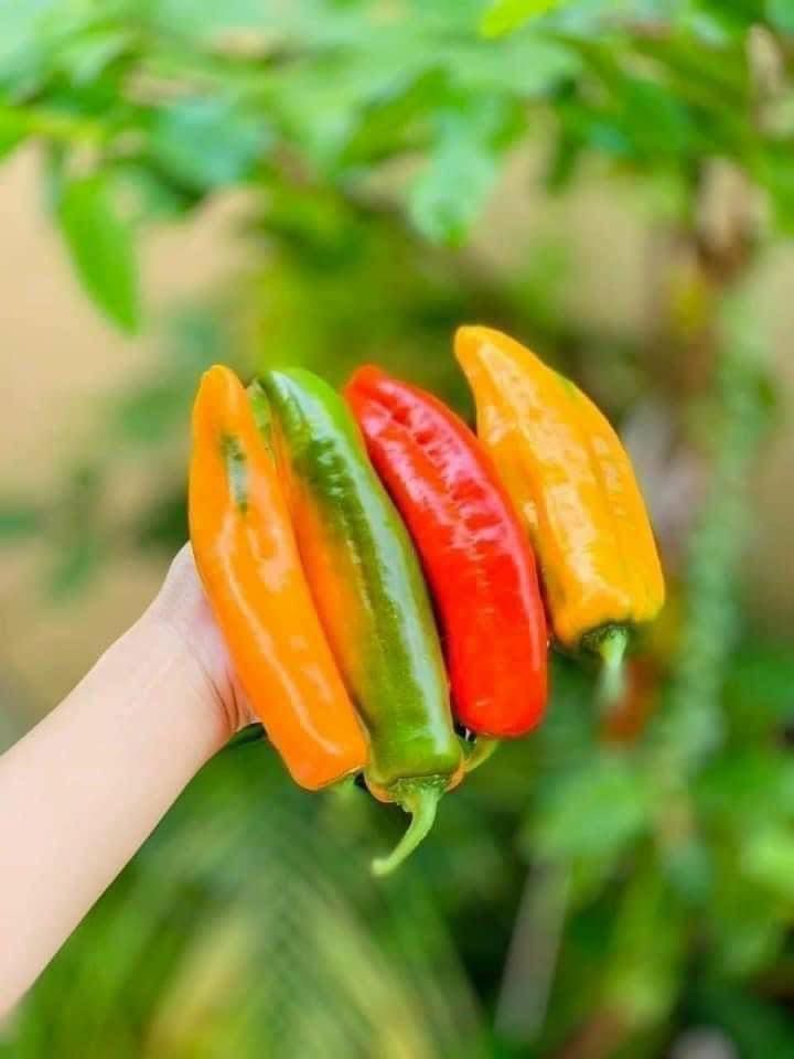 Ớt Trái Cây ngọt Sweet Palermo – Ăn vặt Zupy