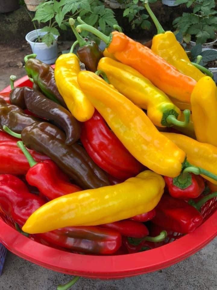 Ớt Trái Cây ngọt Sweet Palermo – Ăn vặt Zupy