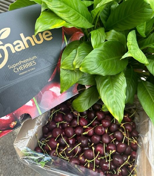 Cherry Chile 1JD Chủng Regina