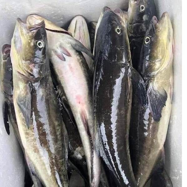 Cá Bớp Biển Nấu Gì Ngon Kho Tộ Canh Chua Nướng Và Bao Nhiêu Tiền 1Kg