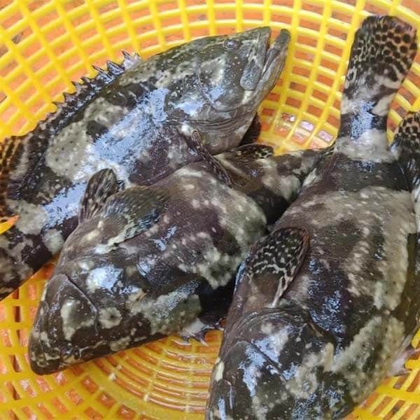 Cá Mú Trân Châu Hấp Xì Dầu, Shashimi, Kho Nướng Bao Nhiêu Tiền 1Kg