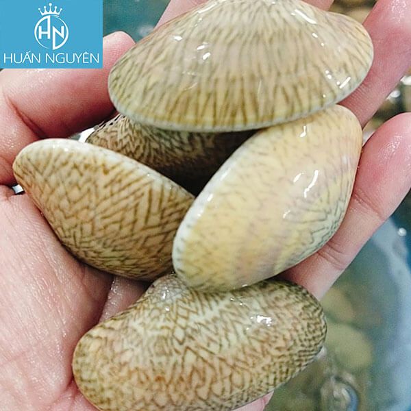 Sò Lụa Sống Mua Ở Đâu Giá Rẻ, Sò Lụa Sống Tươi Ngon, Thịt Dai Bổ Dưỡng