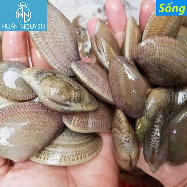 Sò Lụa Sống Mua Ở Đâu Giá Rẻ, Sò Lụa Sống Tươi Ngon, Thịt Dai Bổ Dưỡng