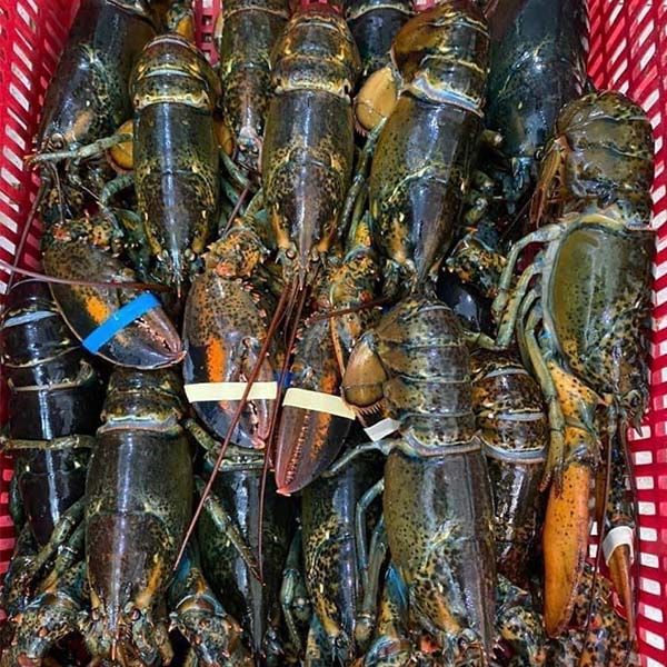 Tôm Hùm Alaska Sống Ngộp Giá Bao Nhiêu 1Kg Và Làm Món Gì Ngon Ở TPHCM